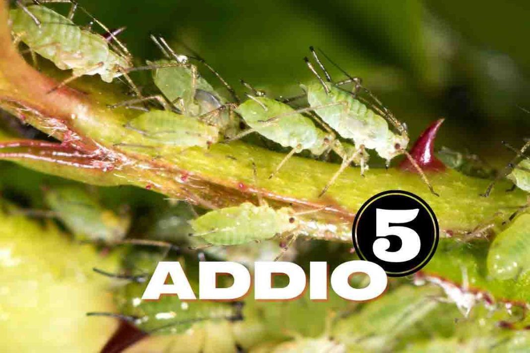 Come dire addio agli afidi che invadono le nostre piante: 5 rimedi ...